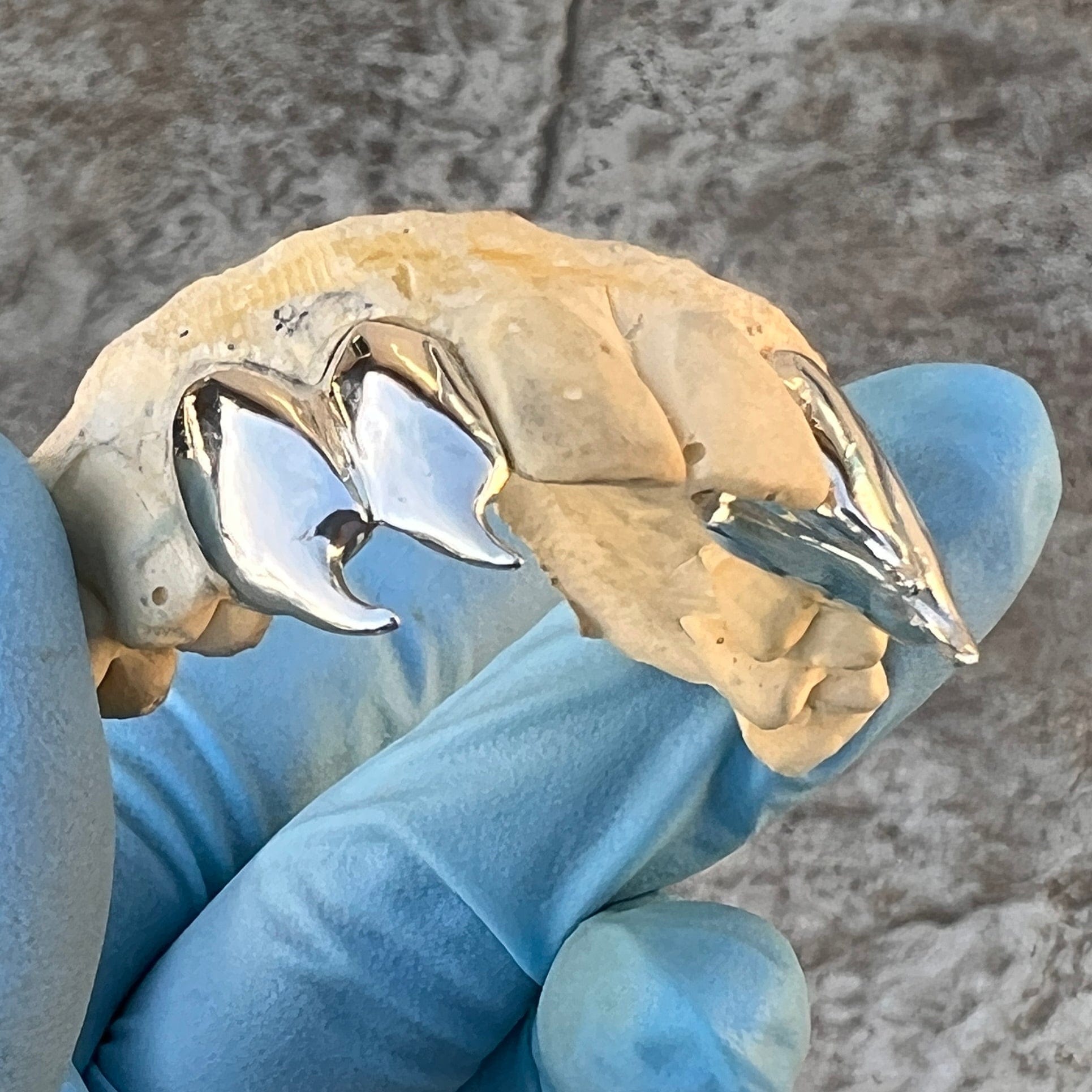 925 Sterling Silver Double Fangs Extended Curved Extra Long Custom Vam