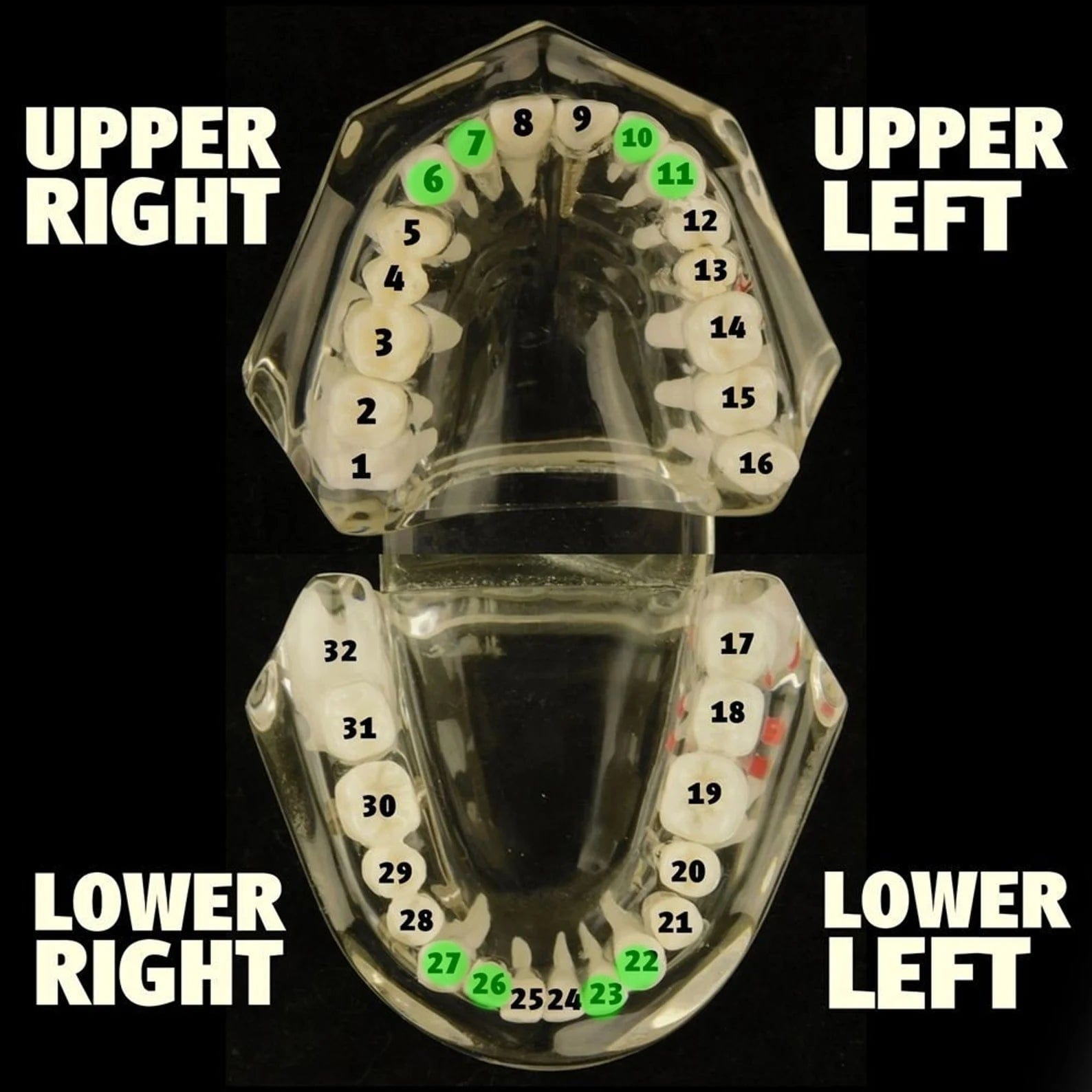 925 Sterling Silver Double Fangs Extended Curved Extra Long Custom Vam