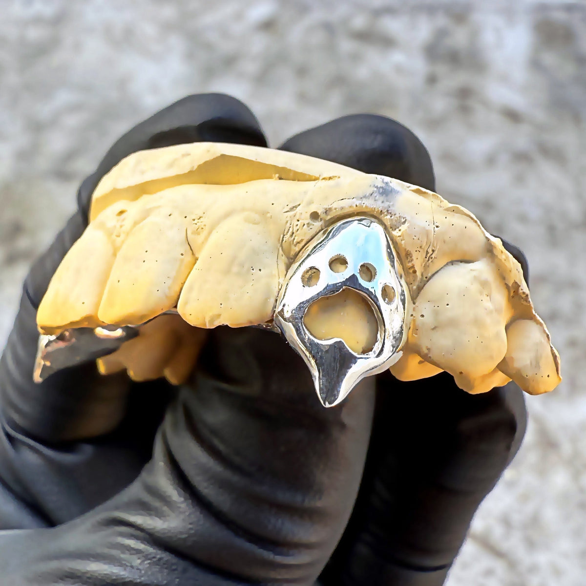 925 Sterling Silver Paw Print Vampire Fang Single Tooth or Canine Teet