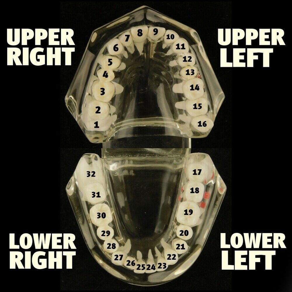 Real 10K Solid Gold Open Face Single Cap Grillz (Choose Tooth)