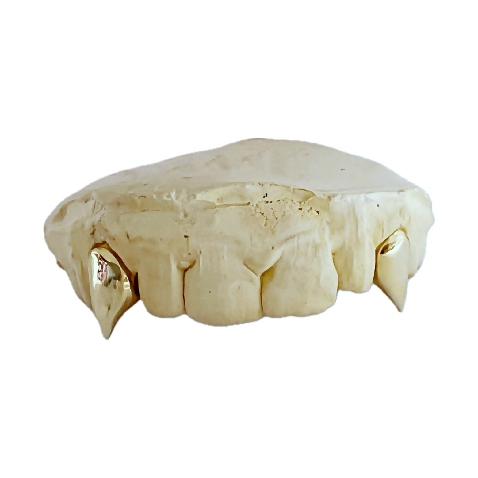 14k Gold Fangs Vampire Teeth Canine Custom Grillz
